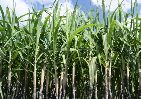 Mackay Sugar releases details of new strategic plan